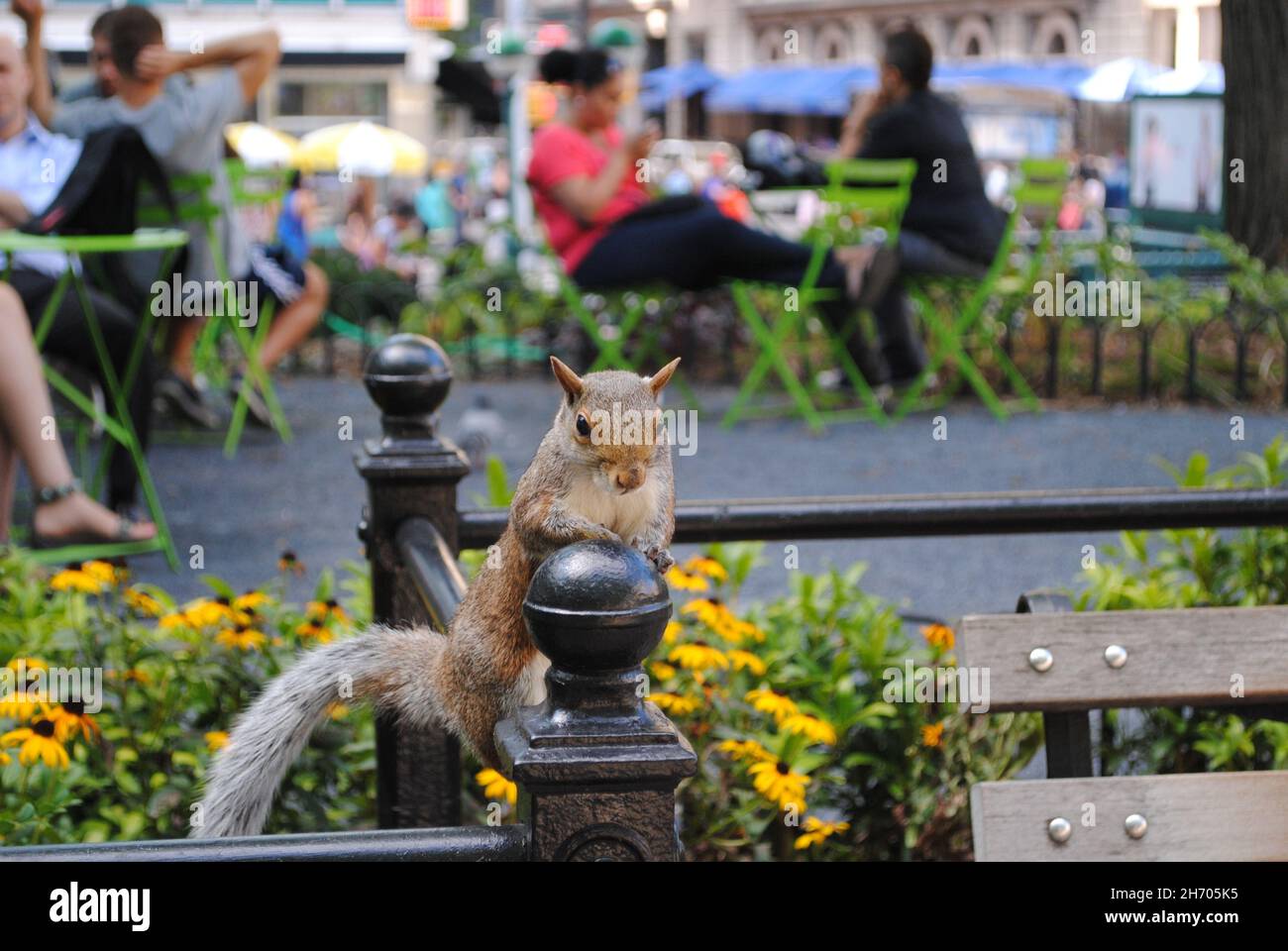 A Squirrel poses in Union Square Stock Photo - Alamy