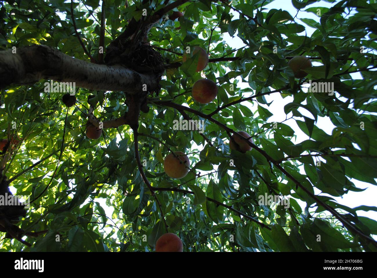 Peach trees grove hi-res stock photography and images - Alamy