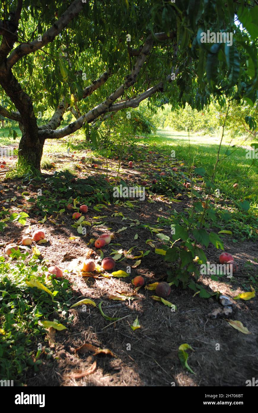 Peach trees grove hi-res stock photography and images - Alamy