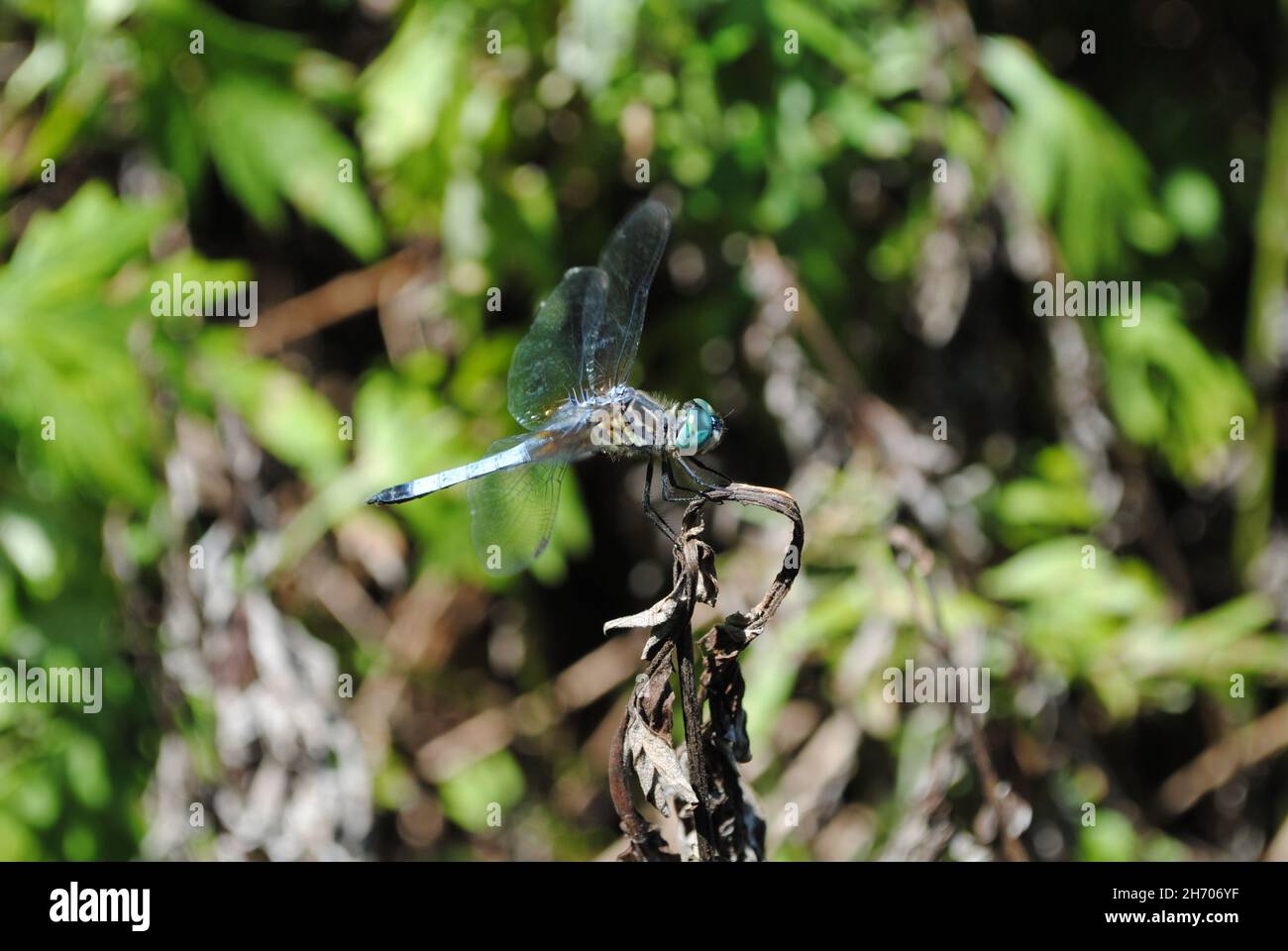 Insect perched hi-res stock photography and images - Alamy
