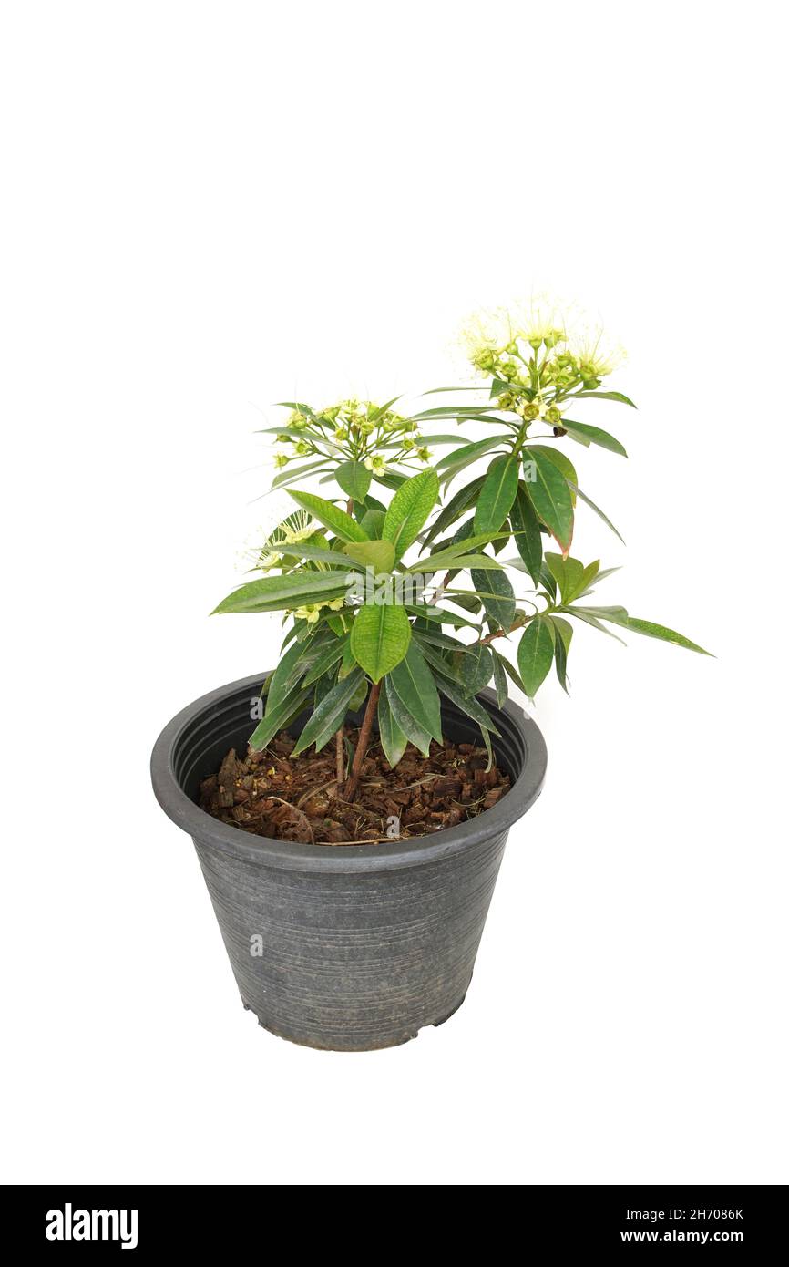 Xanthostemon Chrysanthus isolated on white background Stock Photo - Alamy