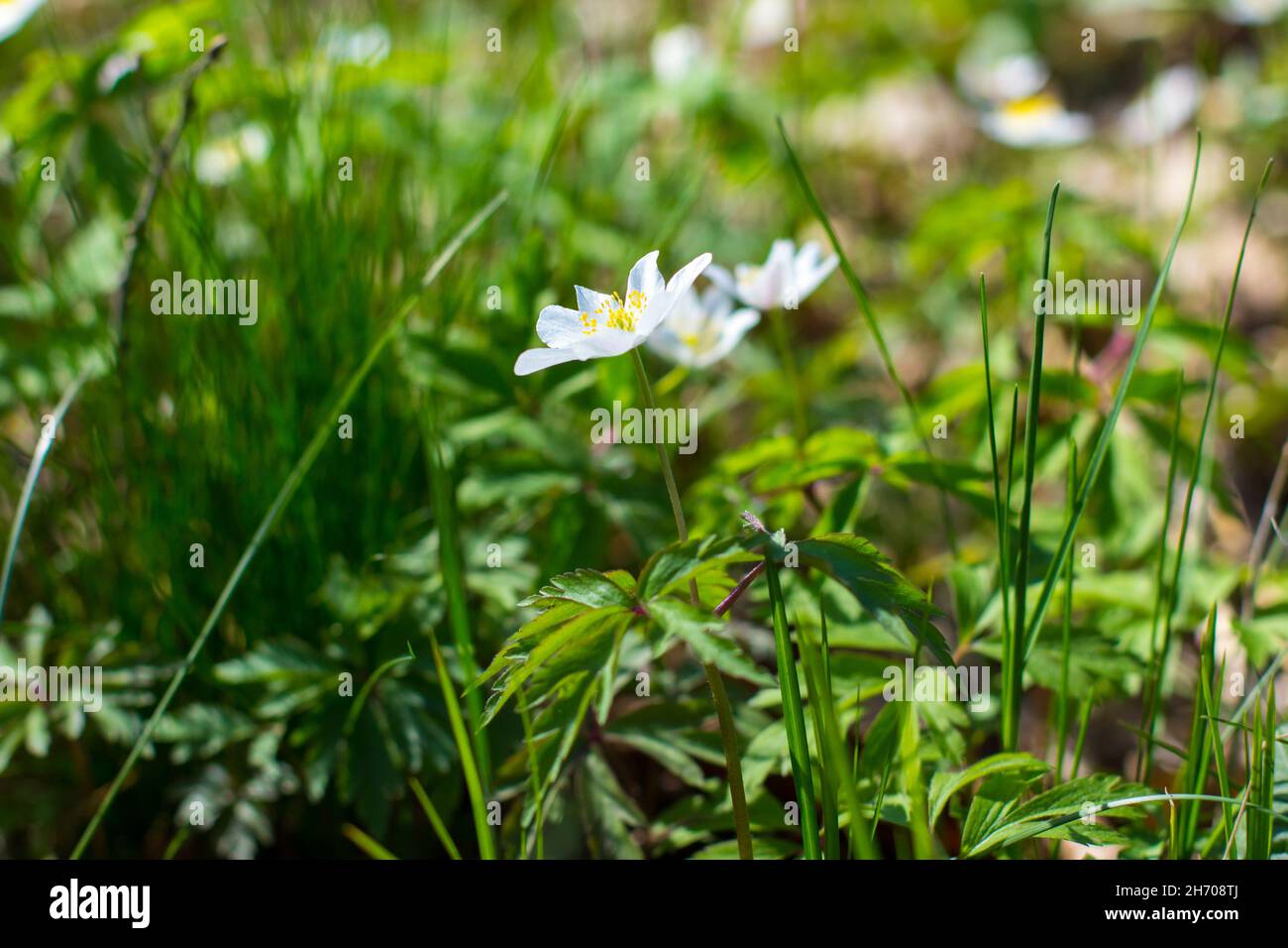 Spring forest landscape with fresh windflowers outdoors Stock Photo - Alamy