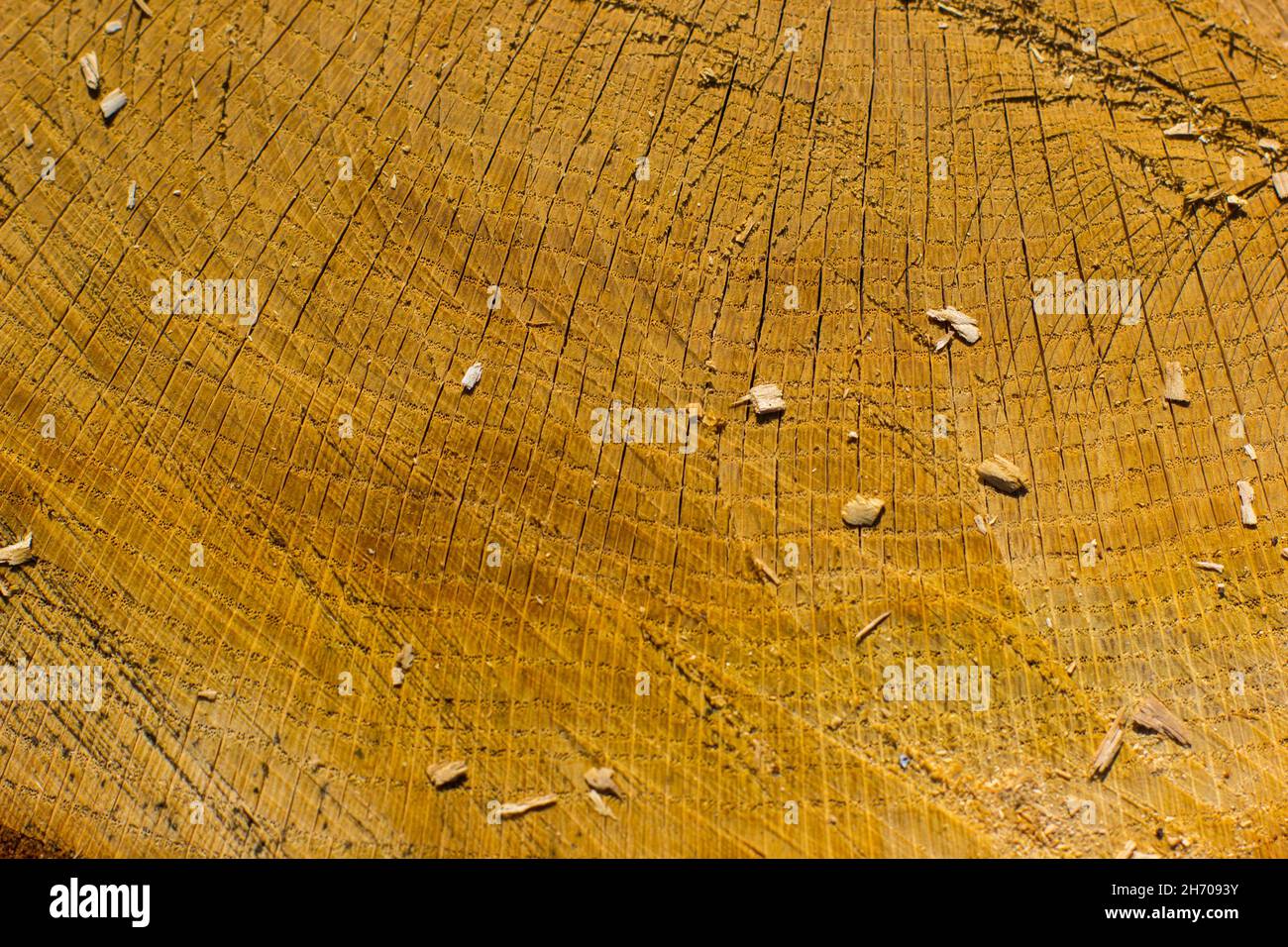 Texture of sawn wood Stock Photo - Alamy