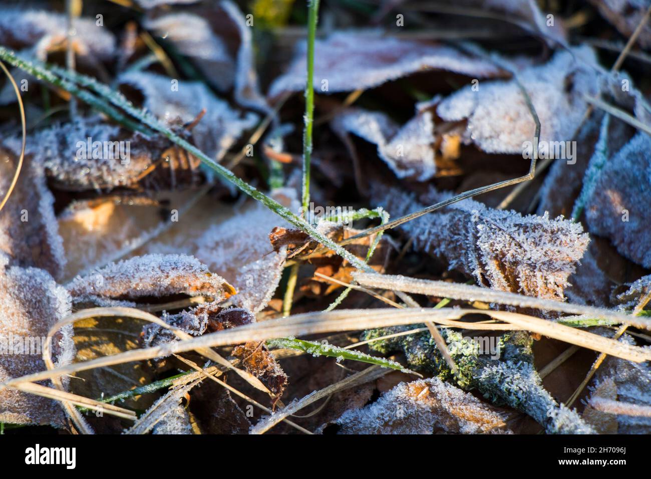 Iced dew on the grass and leaves on the land, morning cold Stock Photo ...