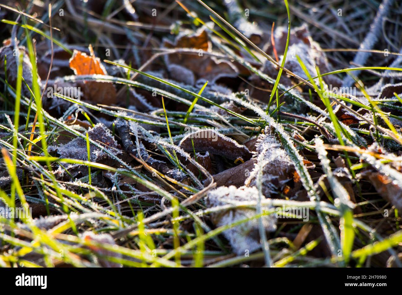 Iced dew on the grass and leaves on the land, morning cold Stock Photo ...