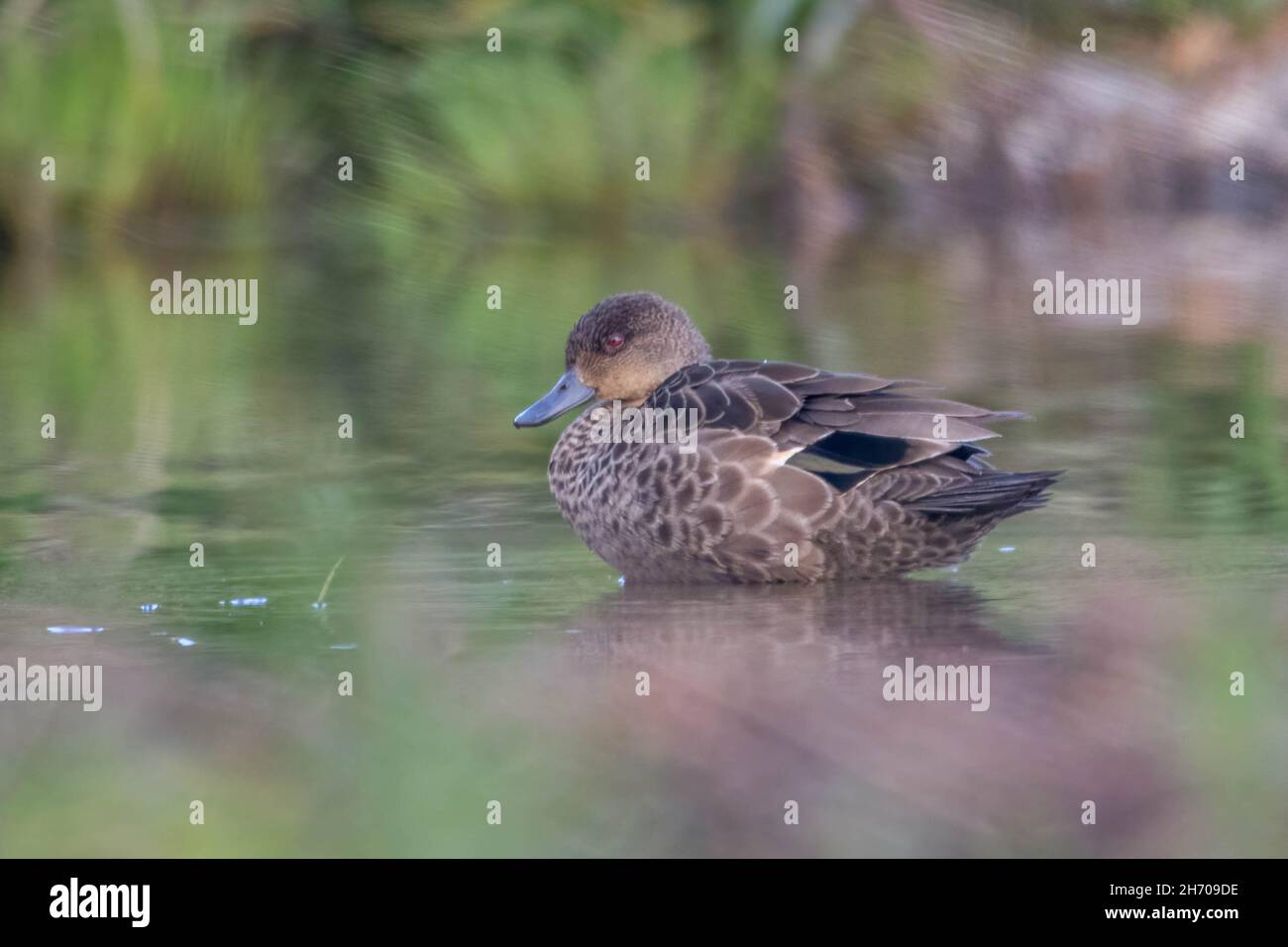 Grey teal hi-res stock photography and images - Alamy