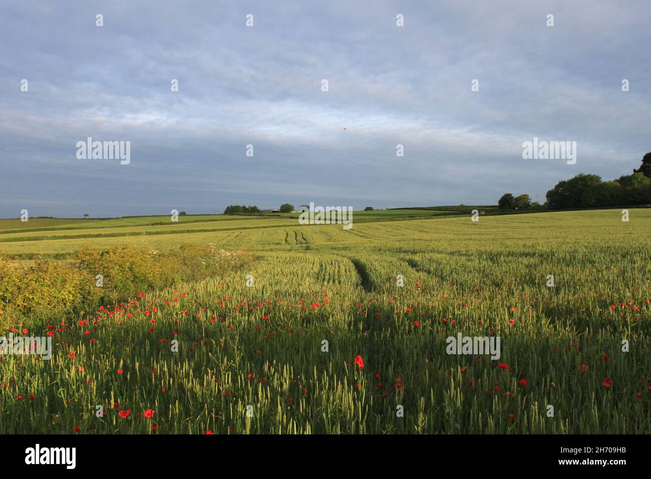 Brandy Head. The England south west coast path. South Devon. England ...
