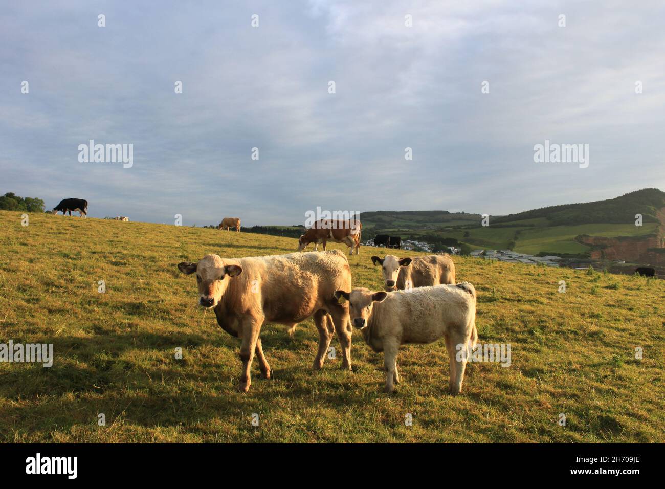 cows and Calfs at Brandy Head. The England south west coast path. South ...