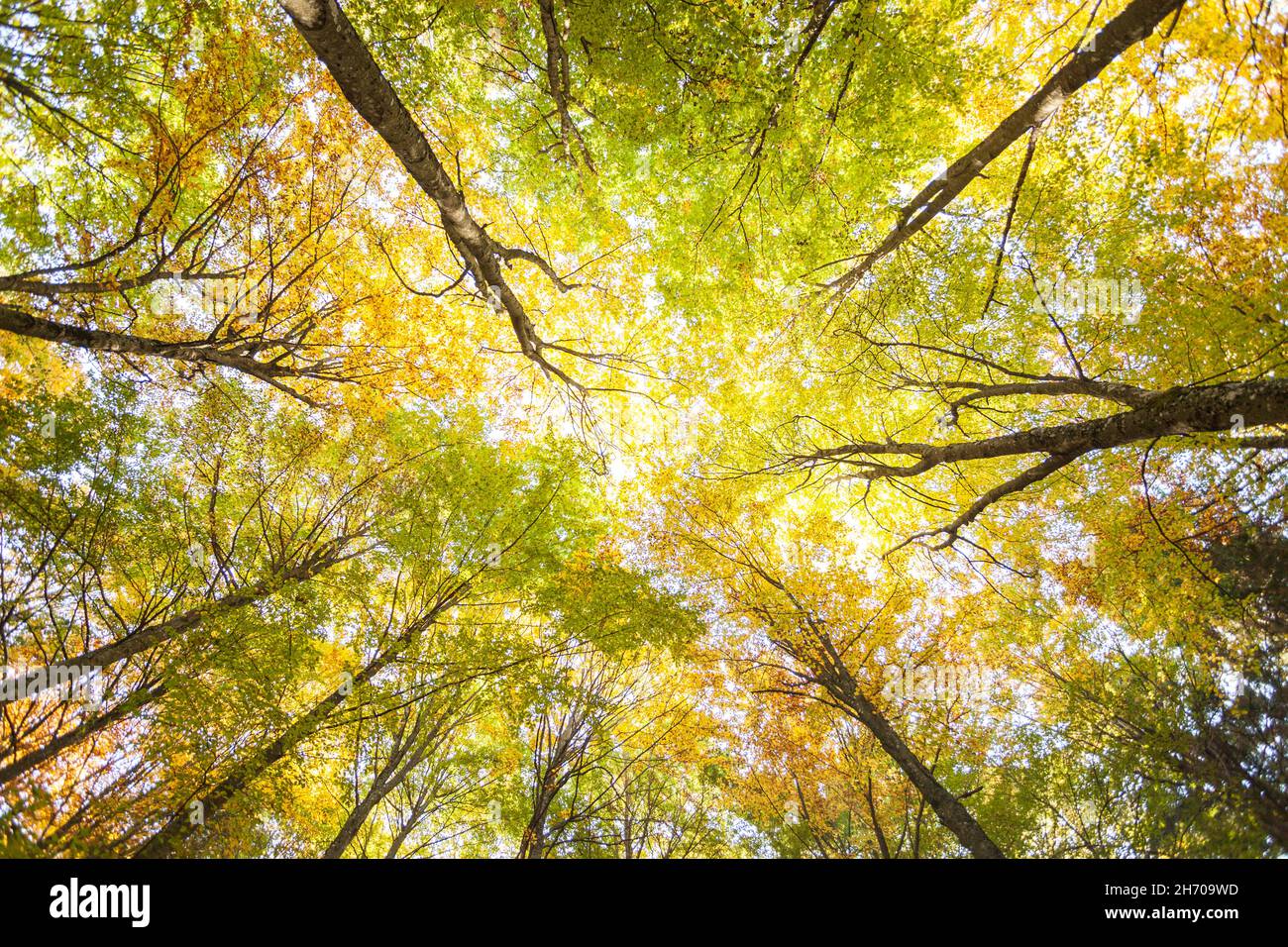 foliage inside an Italian forest at fall Stock Photo - Alamy