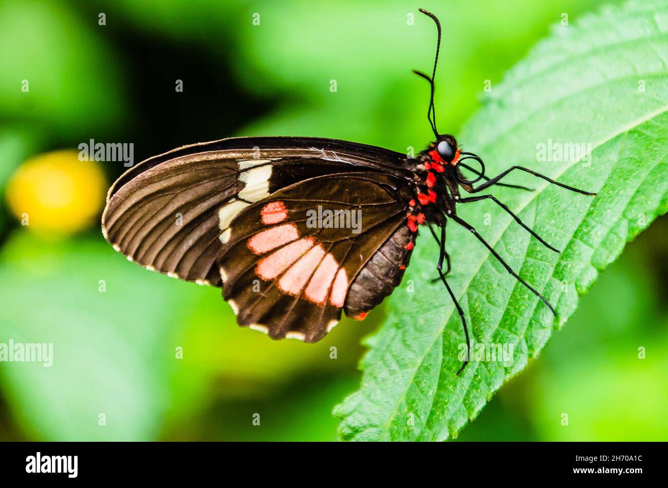 Butterfly Parides Iphidamas or Heart butterfly with red patches ...
