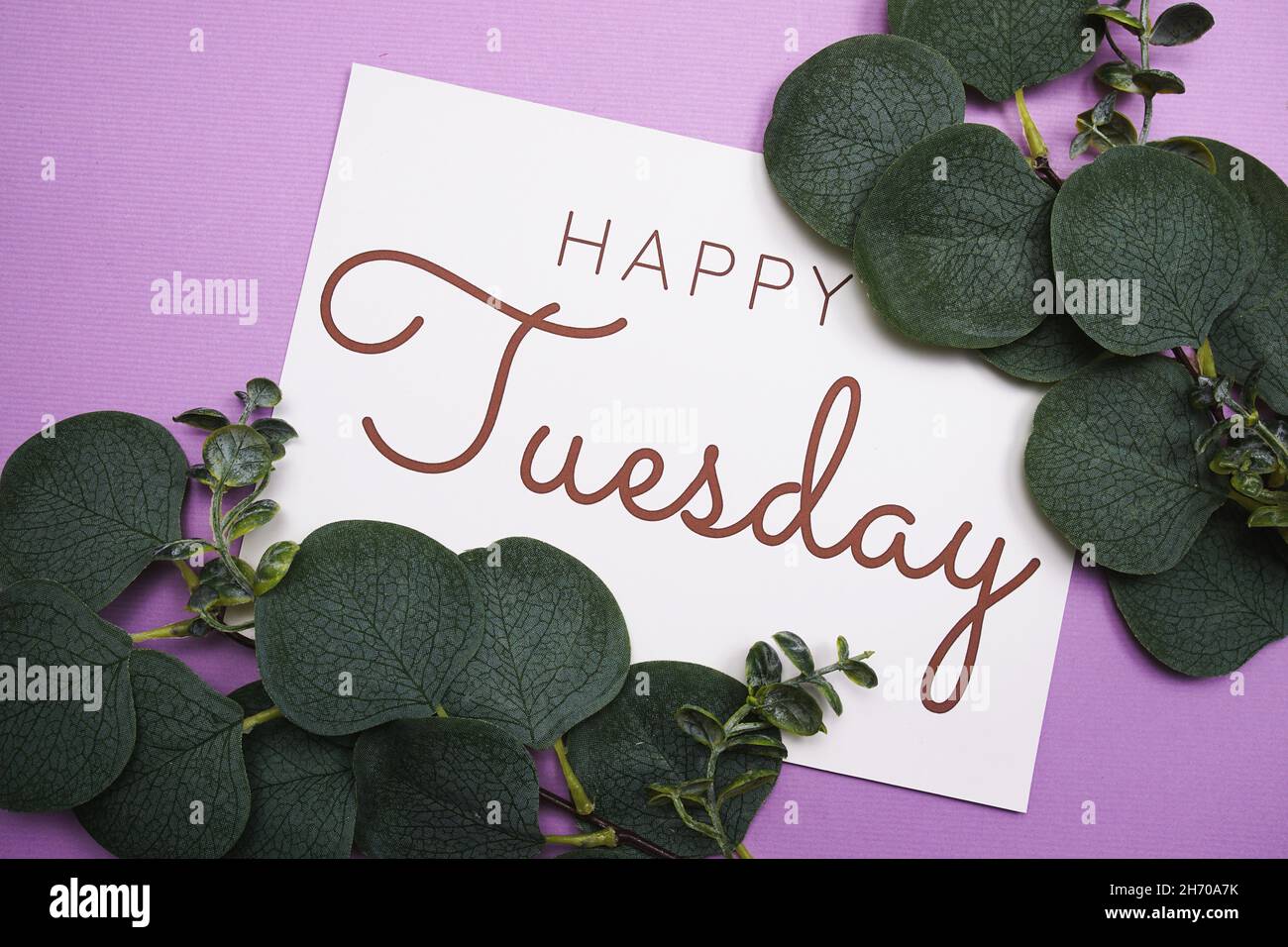 Happy tuesday text decoration with eucalyptus leaves on purple ...