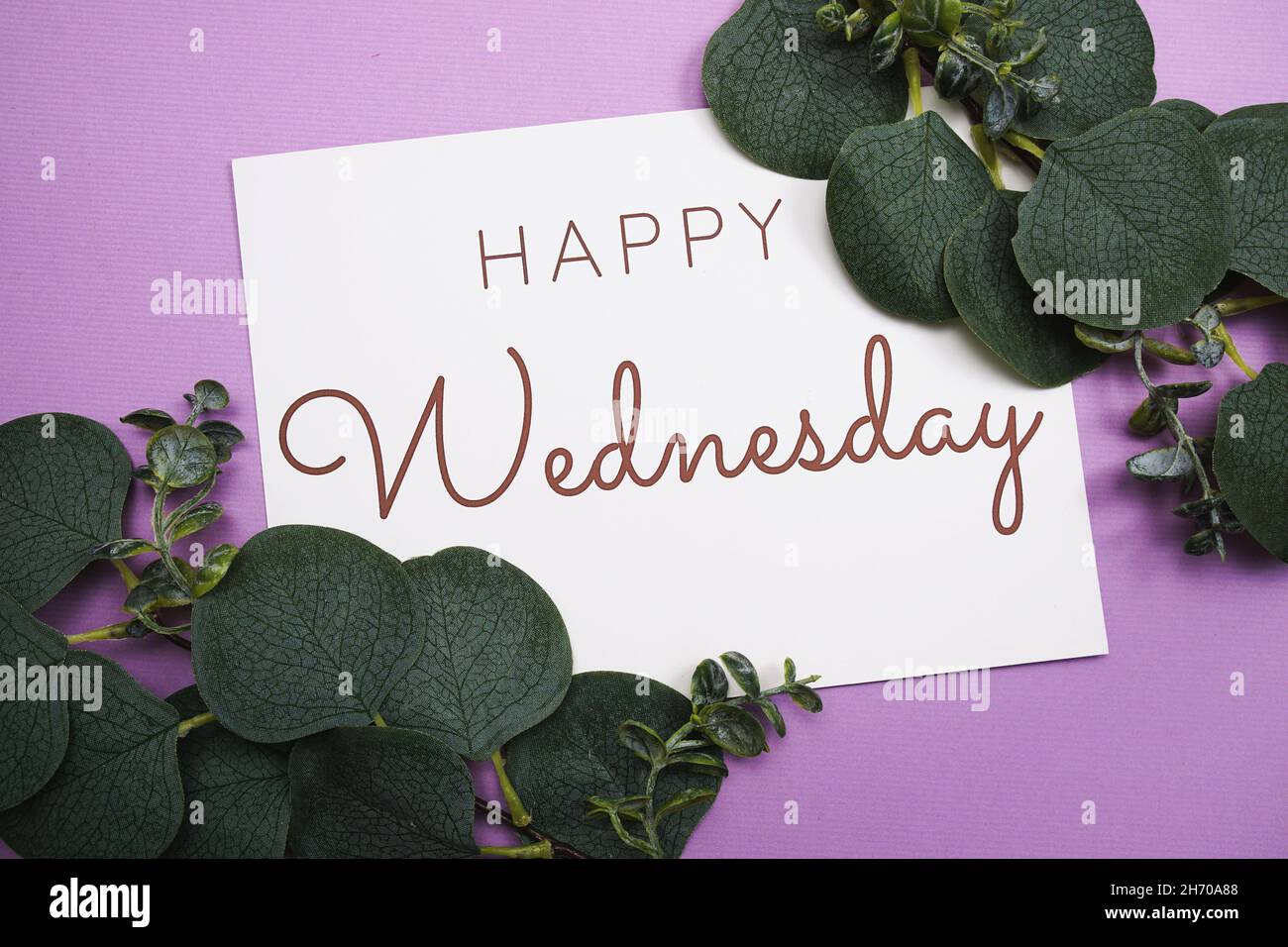 Happy Wednesday text decoration with eucalyptus leaves on purple ...