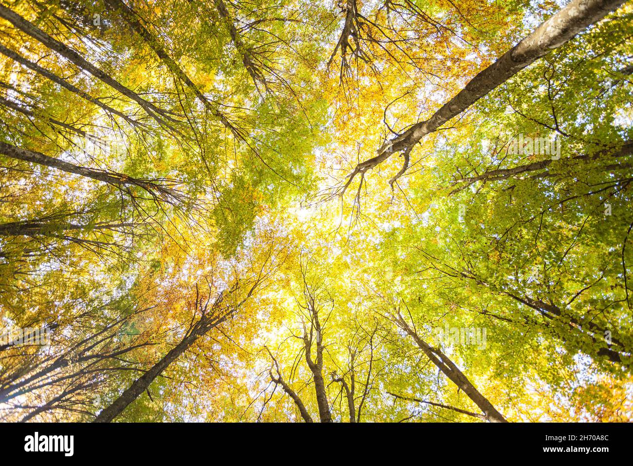 foliage inside an Italian forest at fall Stock Photo - Alamy