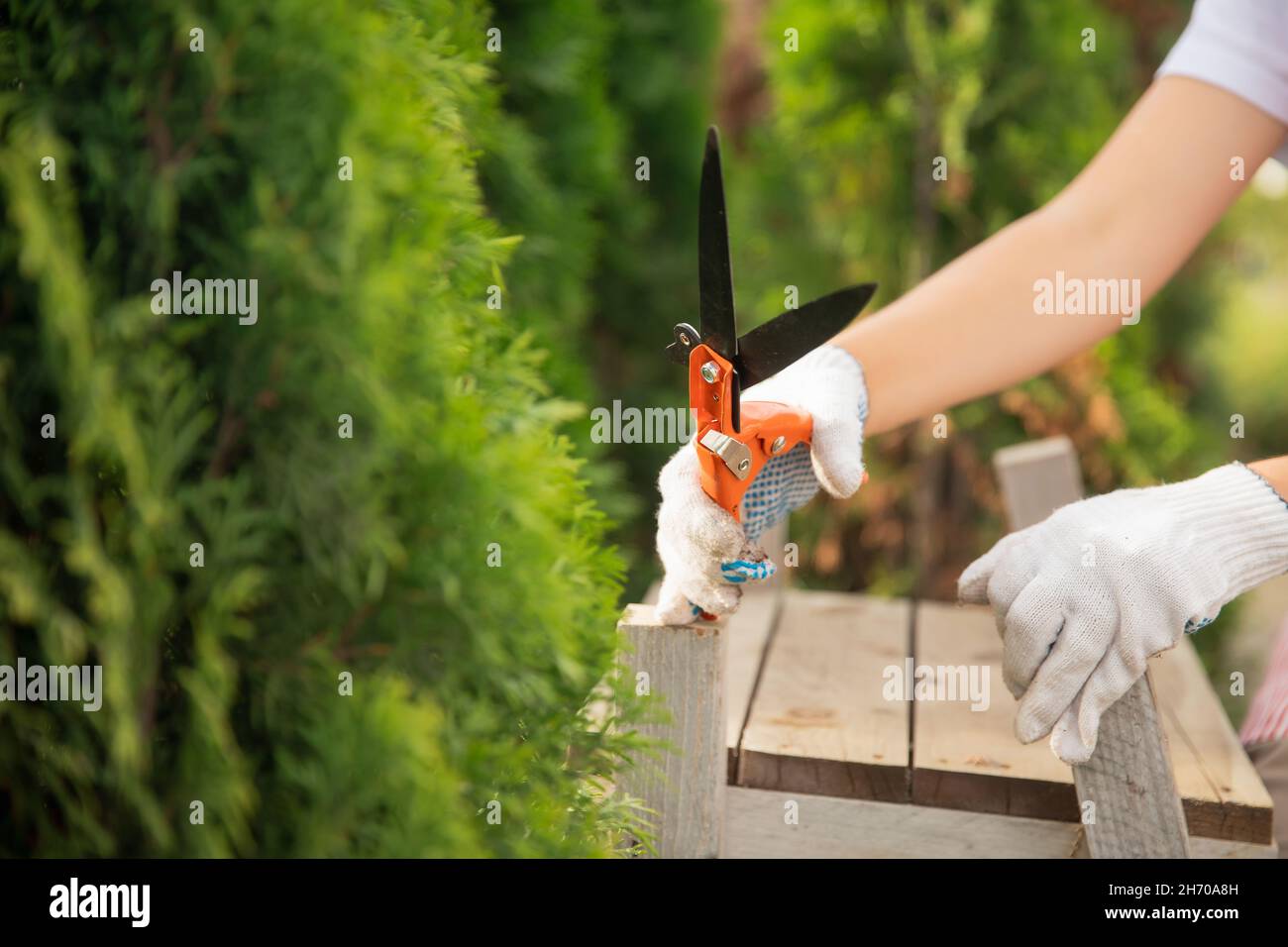 Worker hands with garden shears cutting hedge, trim tidy shrub Stock ...