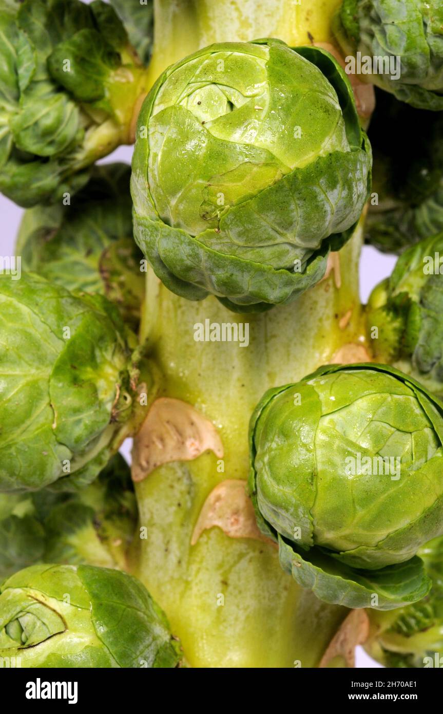 Brussels sprouts stick against a grey background Stock Photo - Alamy