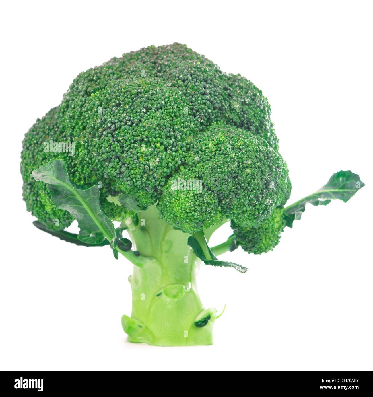 Fresh green broccoli on white background Stock Photo - Alamy