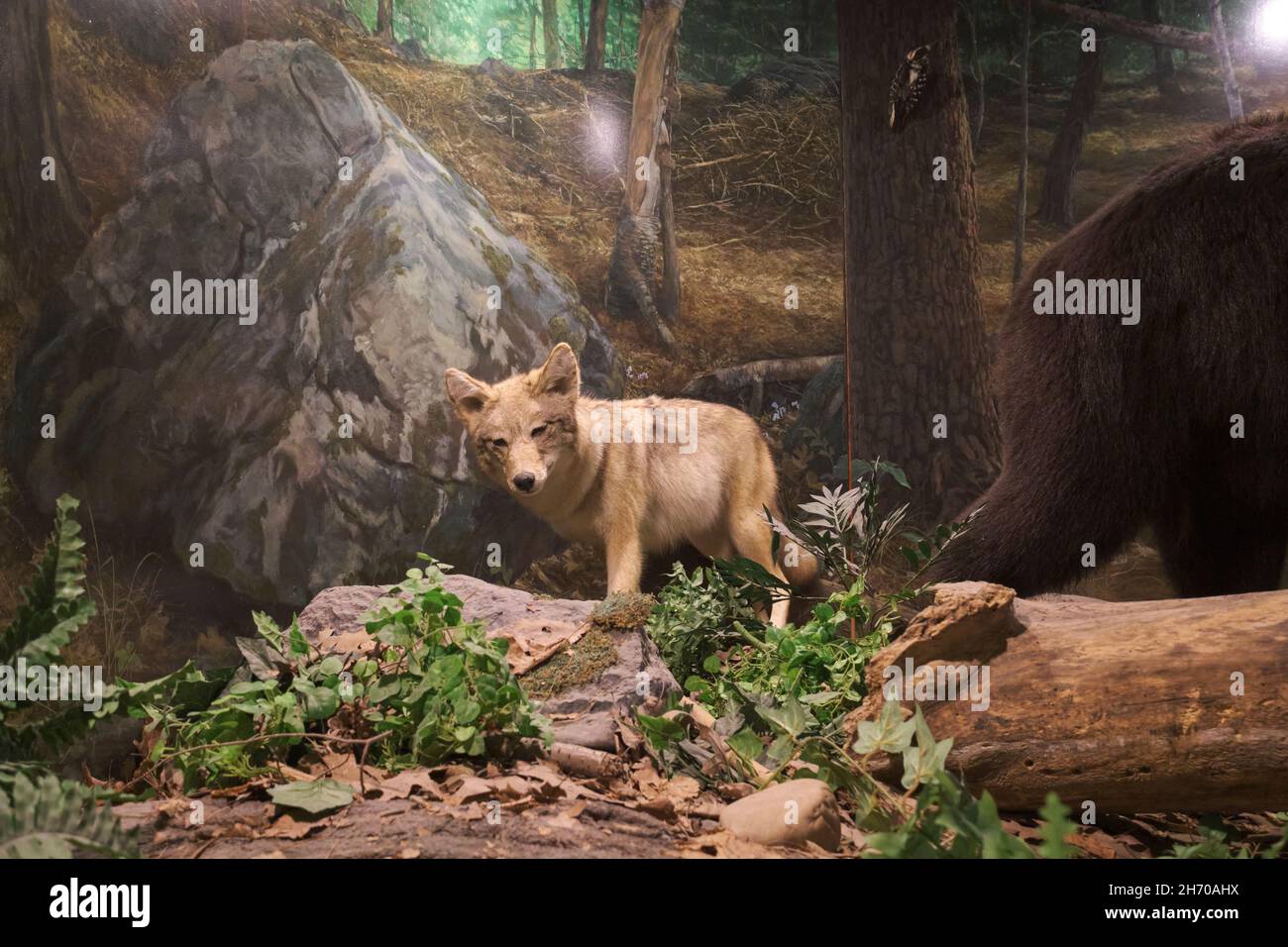 Diorama background hi-res stock photography and images - Alamy