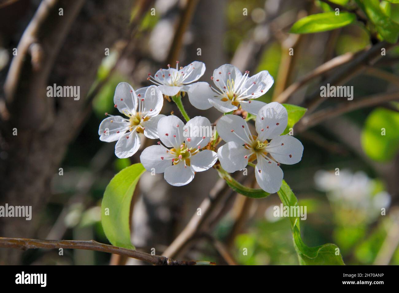Conference pear tree hi-res stock photography and images - Alamy
