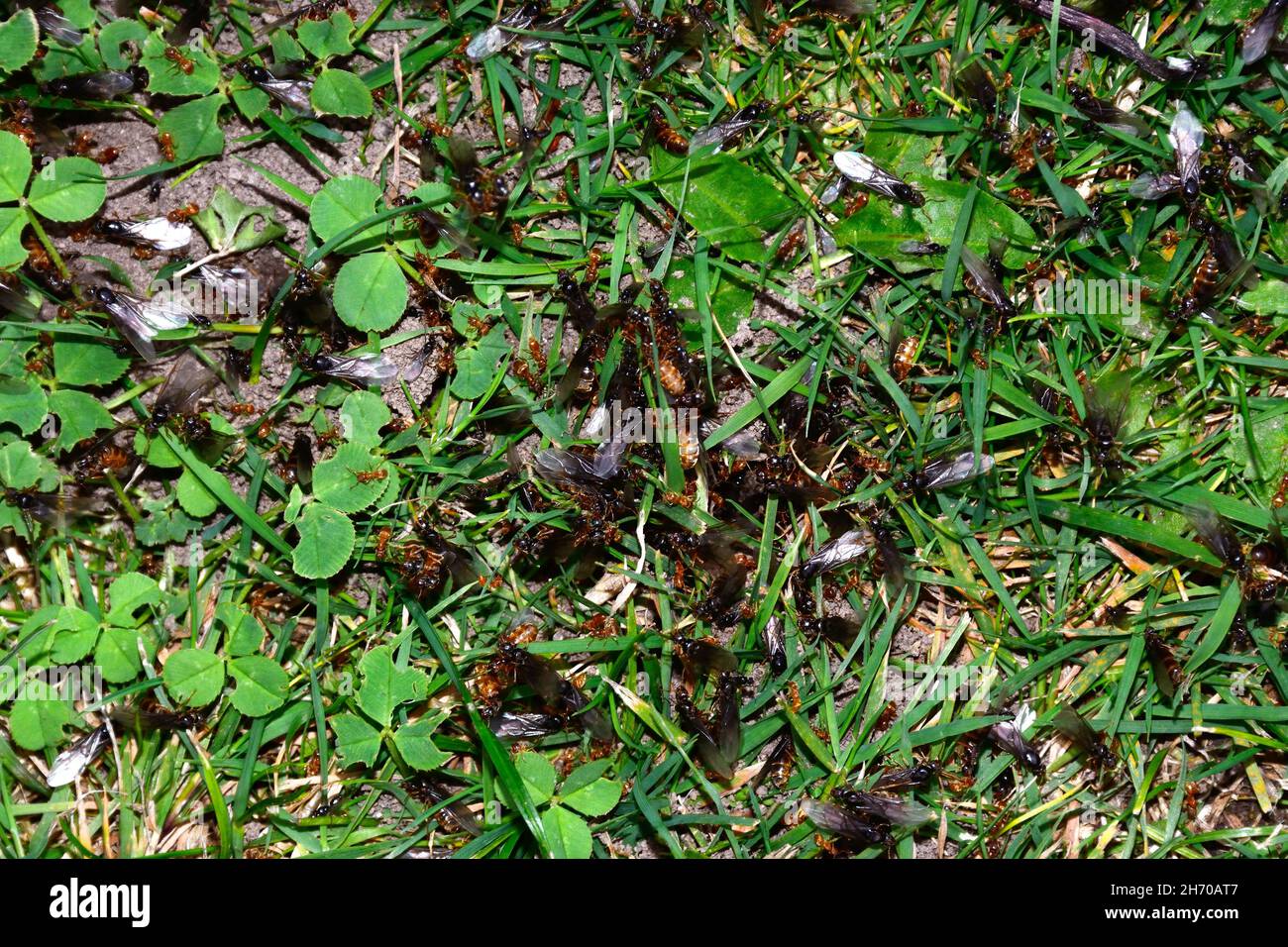 Grass and flying insects hi-res stock photography and images - Alamy