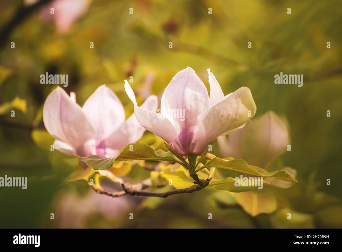 Magnolia spring flowers Stock Photo - Alamy