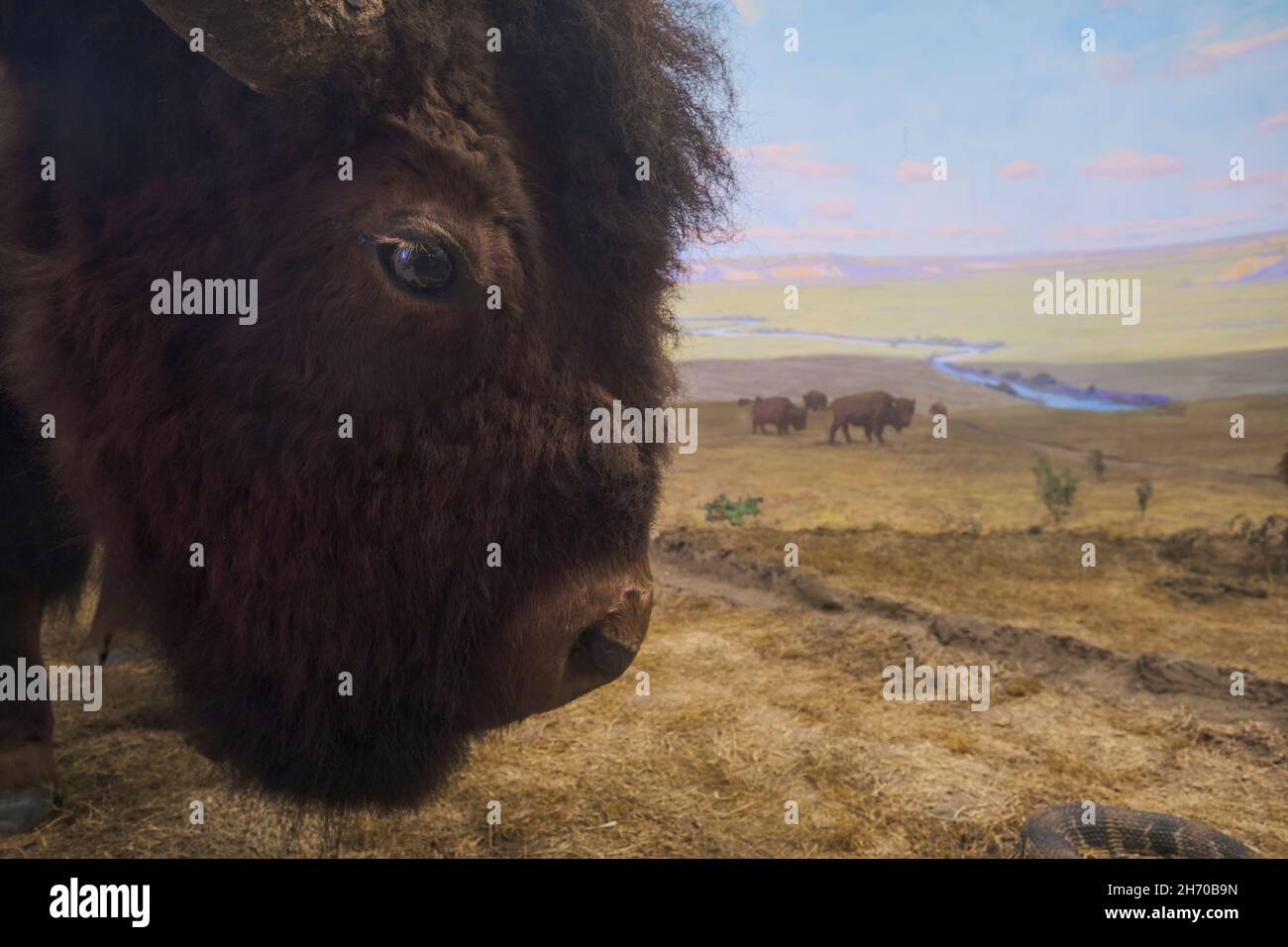 A diorama of a taxidermy, stuffed bison head, face in profile. At the ...
