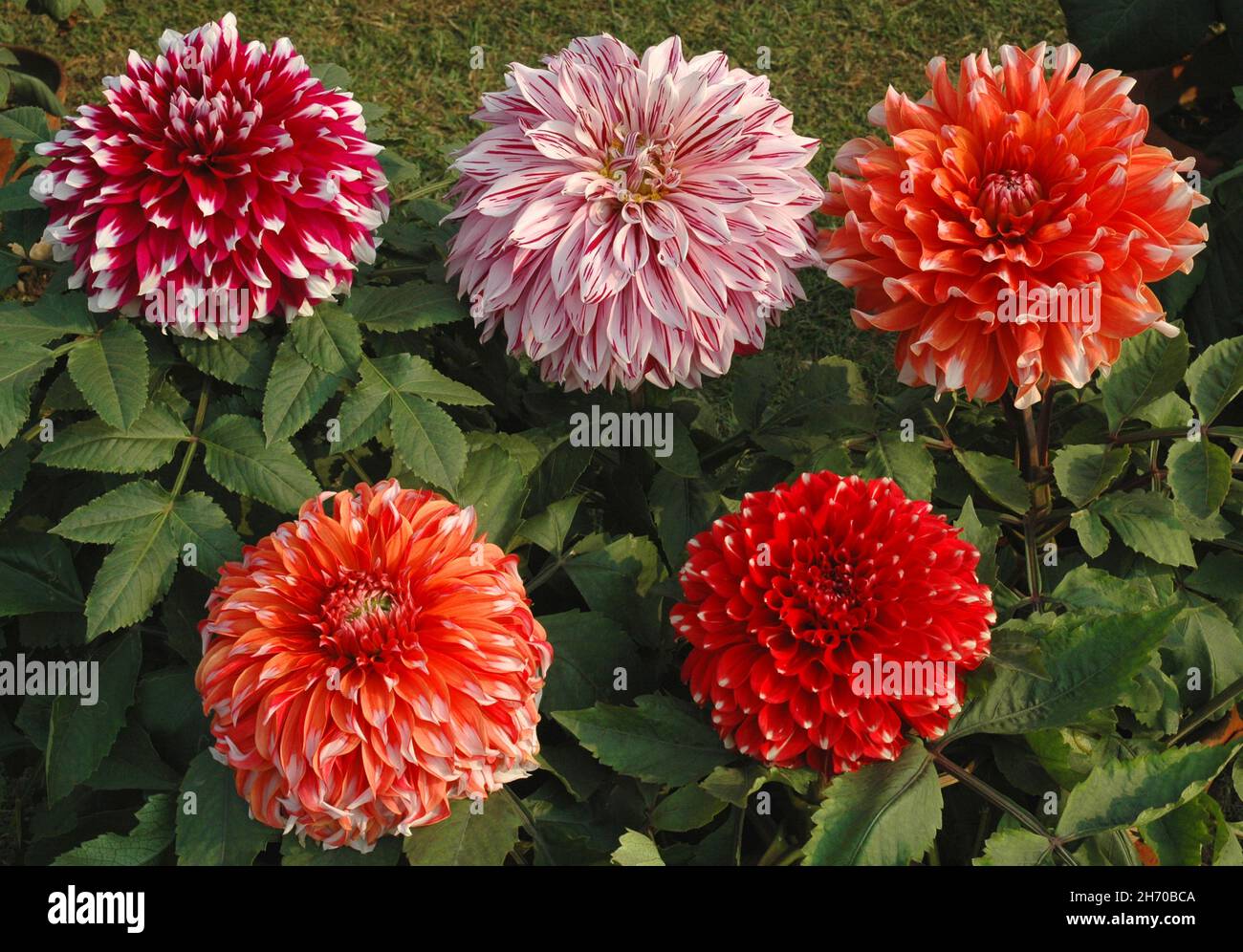 The beautiful Dalia (Dahlia) flower. Kolkata, India. January 27, 2007 ...