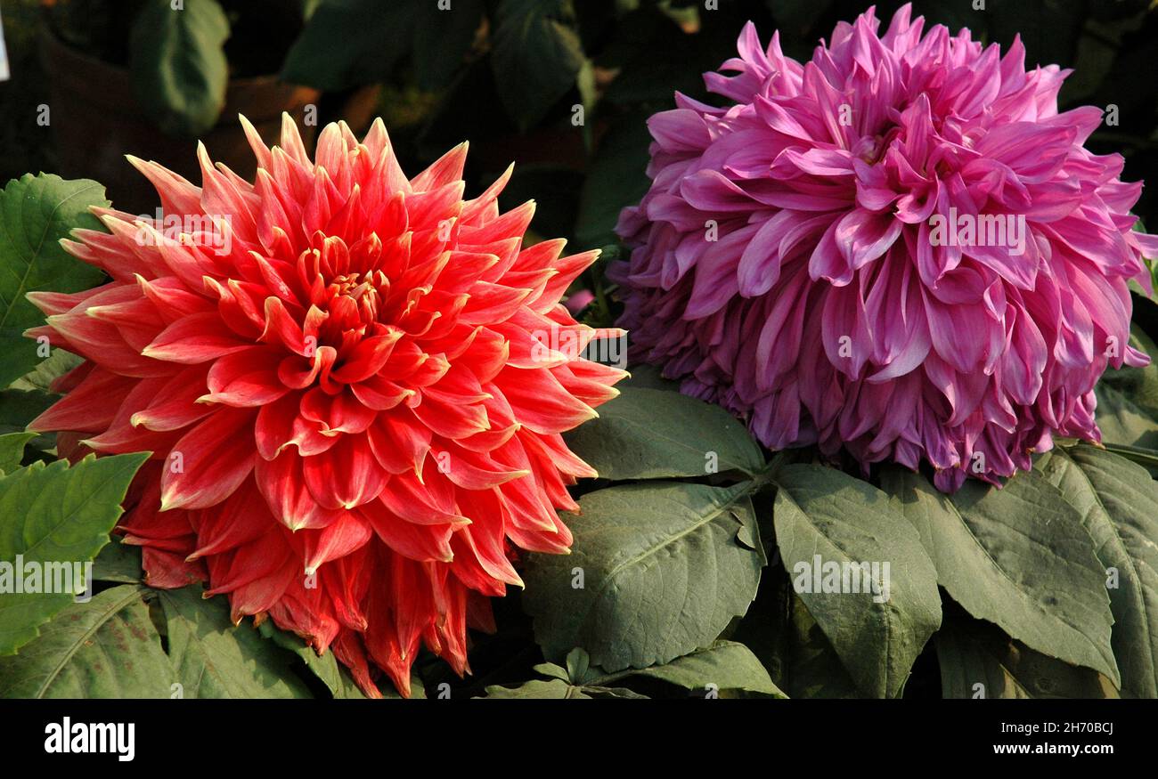 The beautiful Dalia (Dahlia) flower. Kolkata, India. January 27, 2007 ...