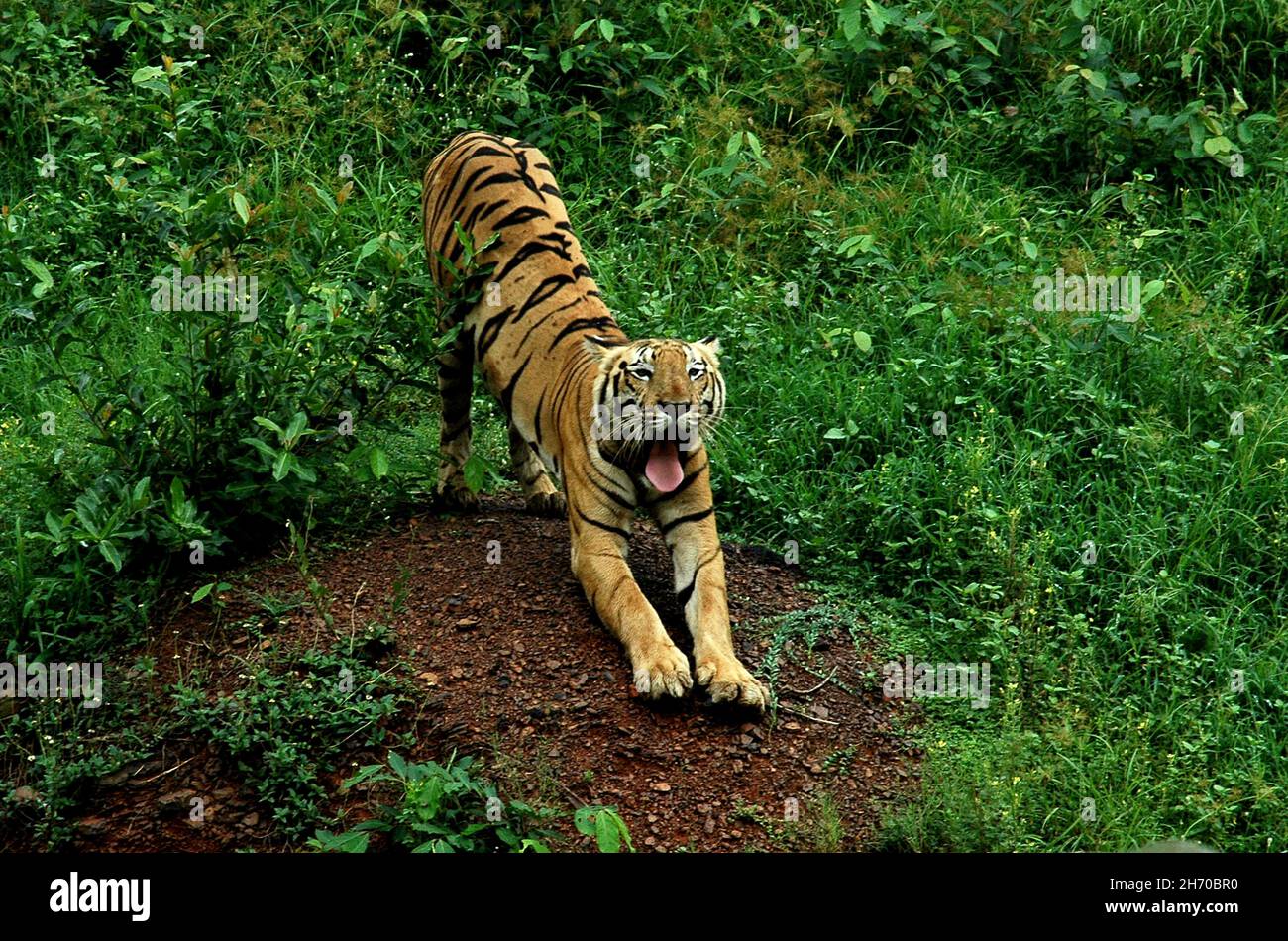 A Royal Bengal tiger stretches himself at Nandankanan, meaning Garden ...