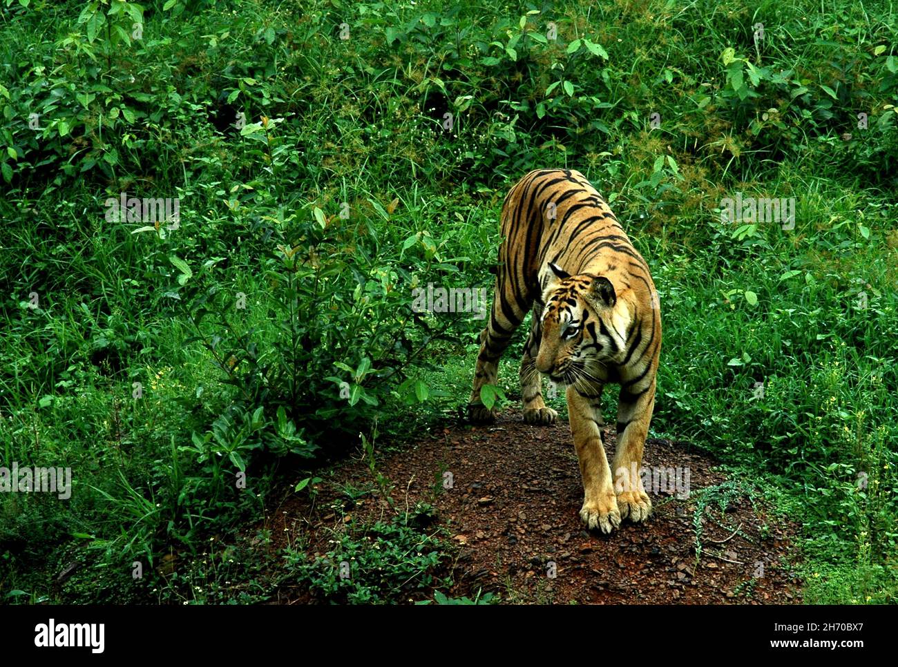 A Royal Bengal tiger at Nandankanan, meaning Garden of Gods, a wildlife ...