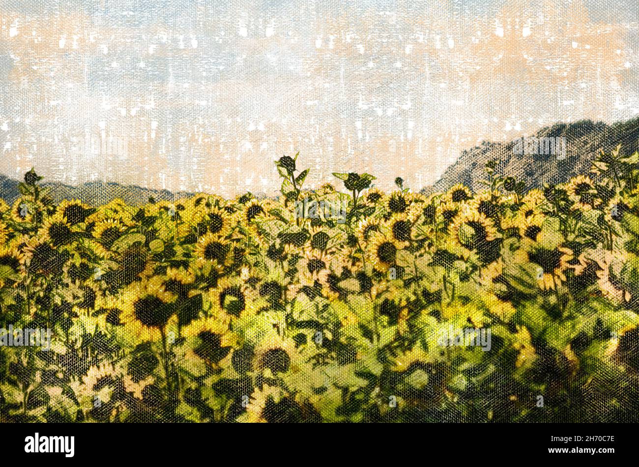 Ripe sunflowers in the valley. Sunflower harvest season in the south of ...