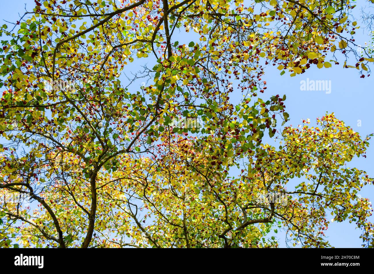 Upper Branches Of Trees Background. Looking up at the blue sky through ...