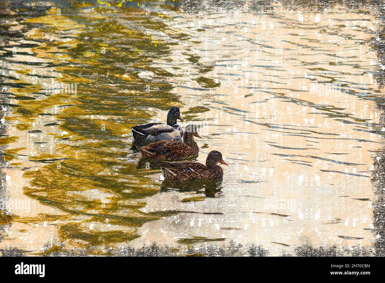 Three ducks swimming in a pond. A drake and two females on an ...