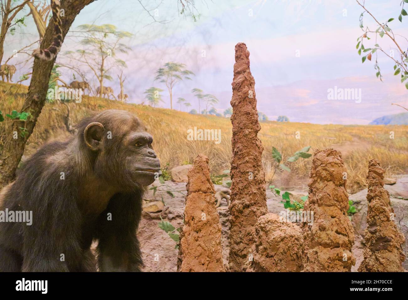 Chimpanzee Habitat Diorama