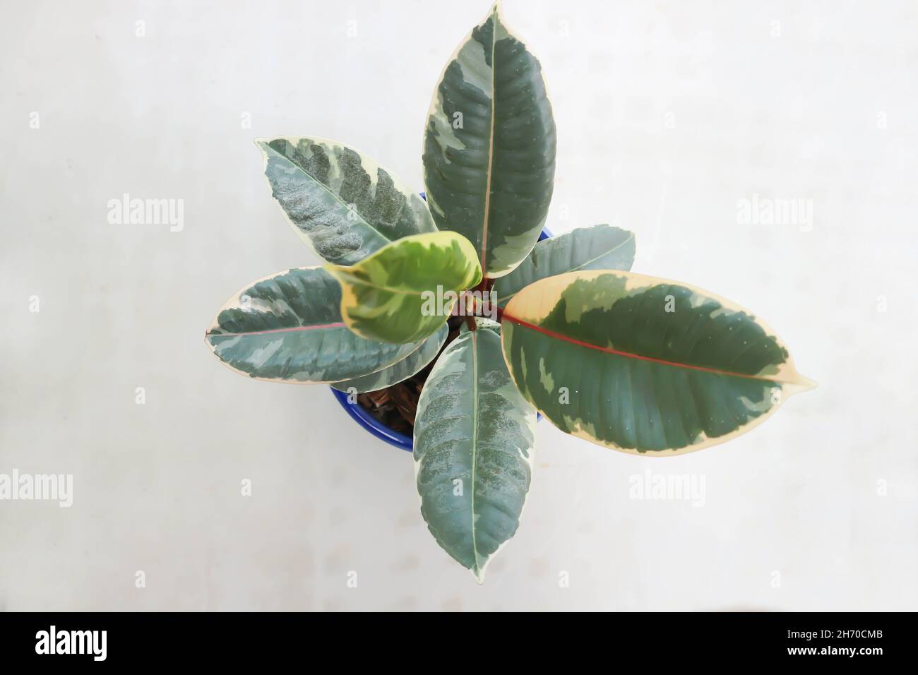 Decora Tree, Indian Rubber Tree or Rubber Plant or Variegated Indian ...