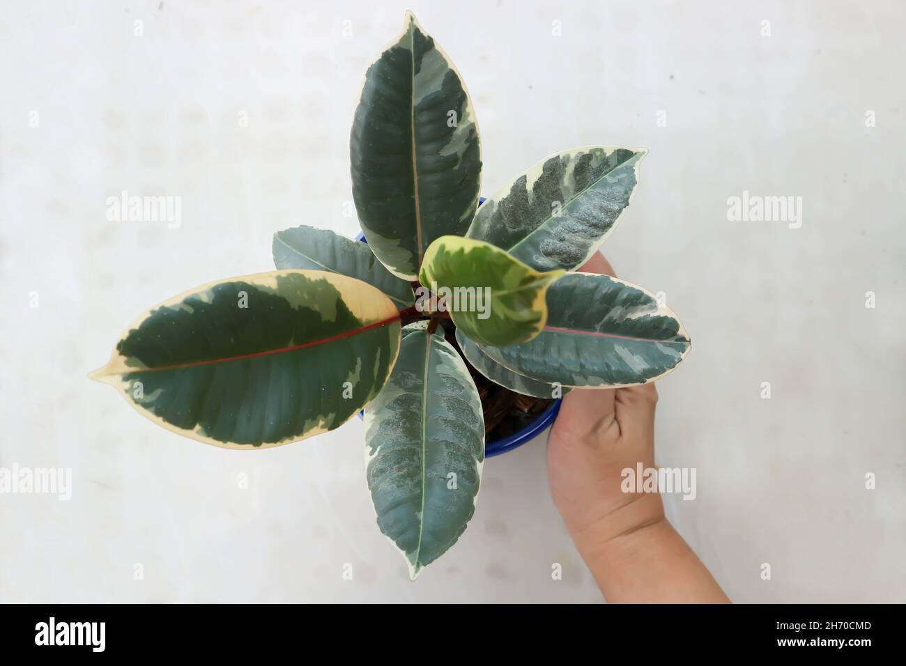 Decora Tree, Indian Rubber Tree or Rubber Plant or Variegated Indian ...