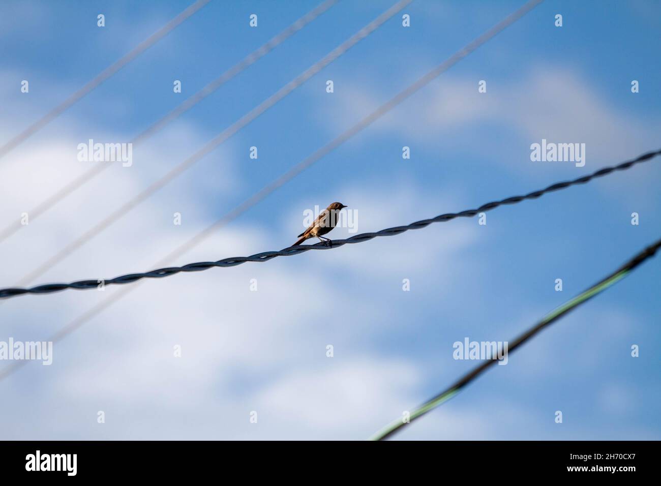 Beautiful blue sky with clouds and a bird sitting on an electric line ...