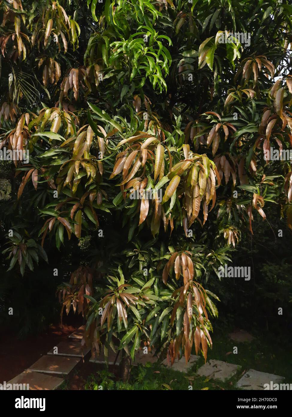 Newly leaves of Mango tree Stock Photo - Alamy