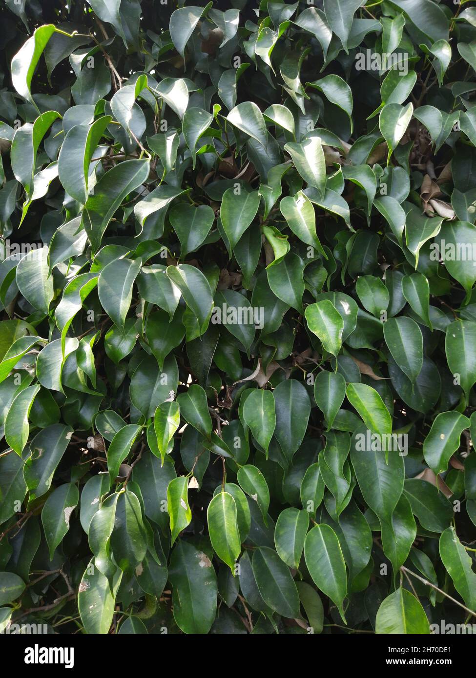 The Fine Line Holly is a beautiful upright column of rich, evergreen ...