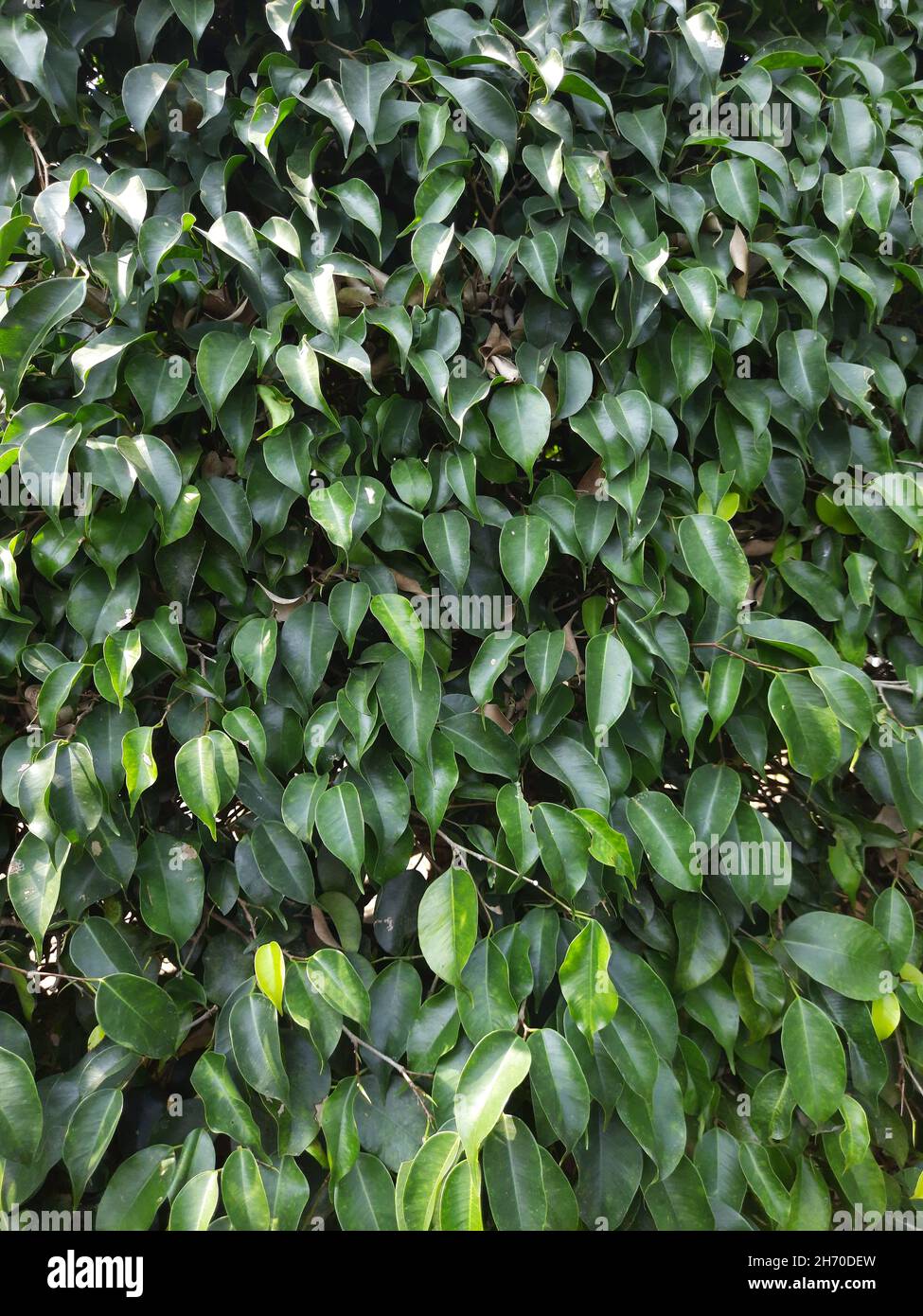 The Fine Line Holly is a beautiful upright column of rich, evergreen ...