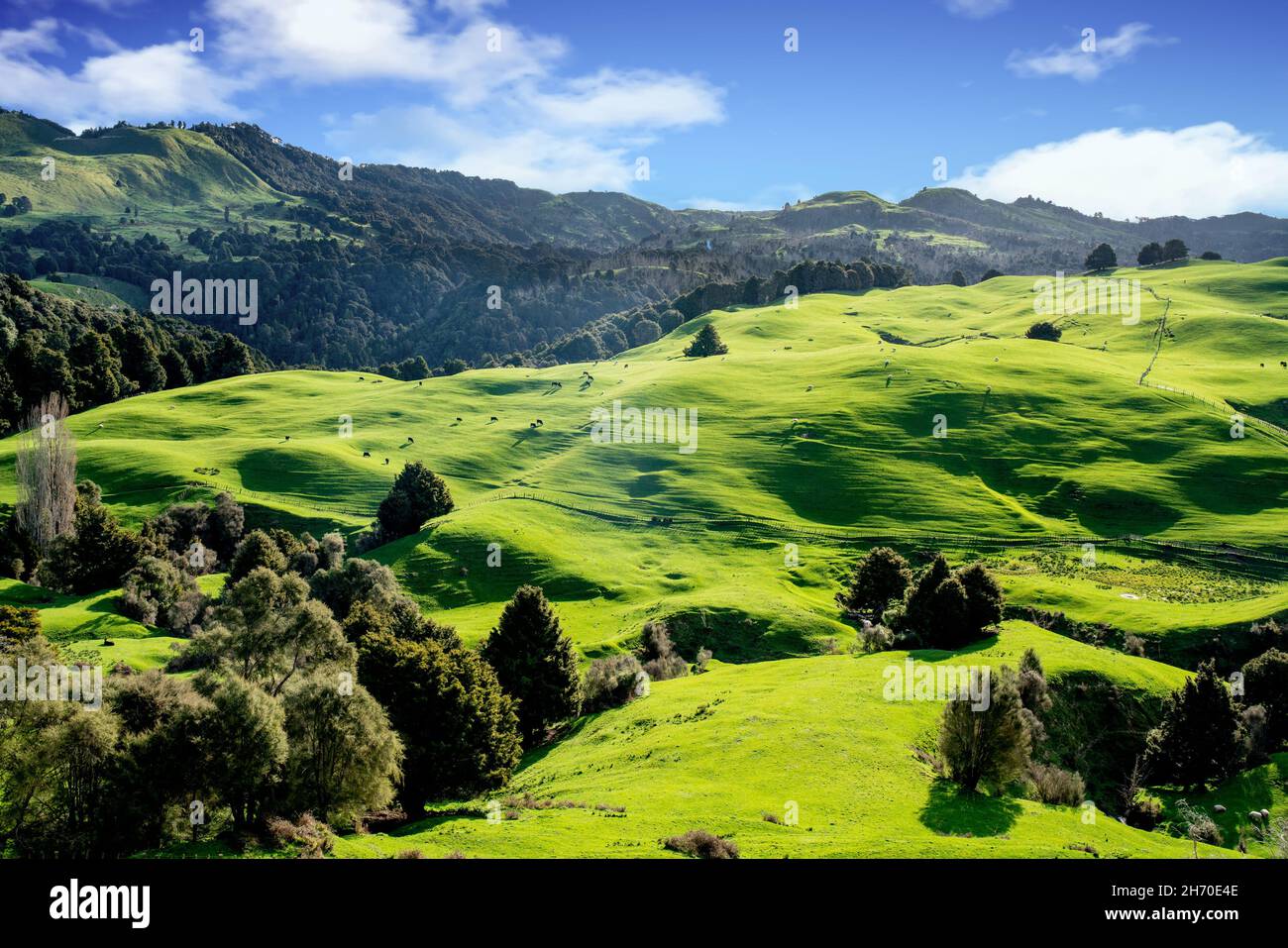 Lush agricultural countryside of New Zealand Stock Photo - Alamy