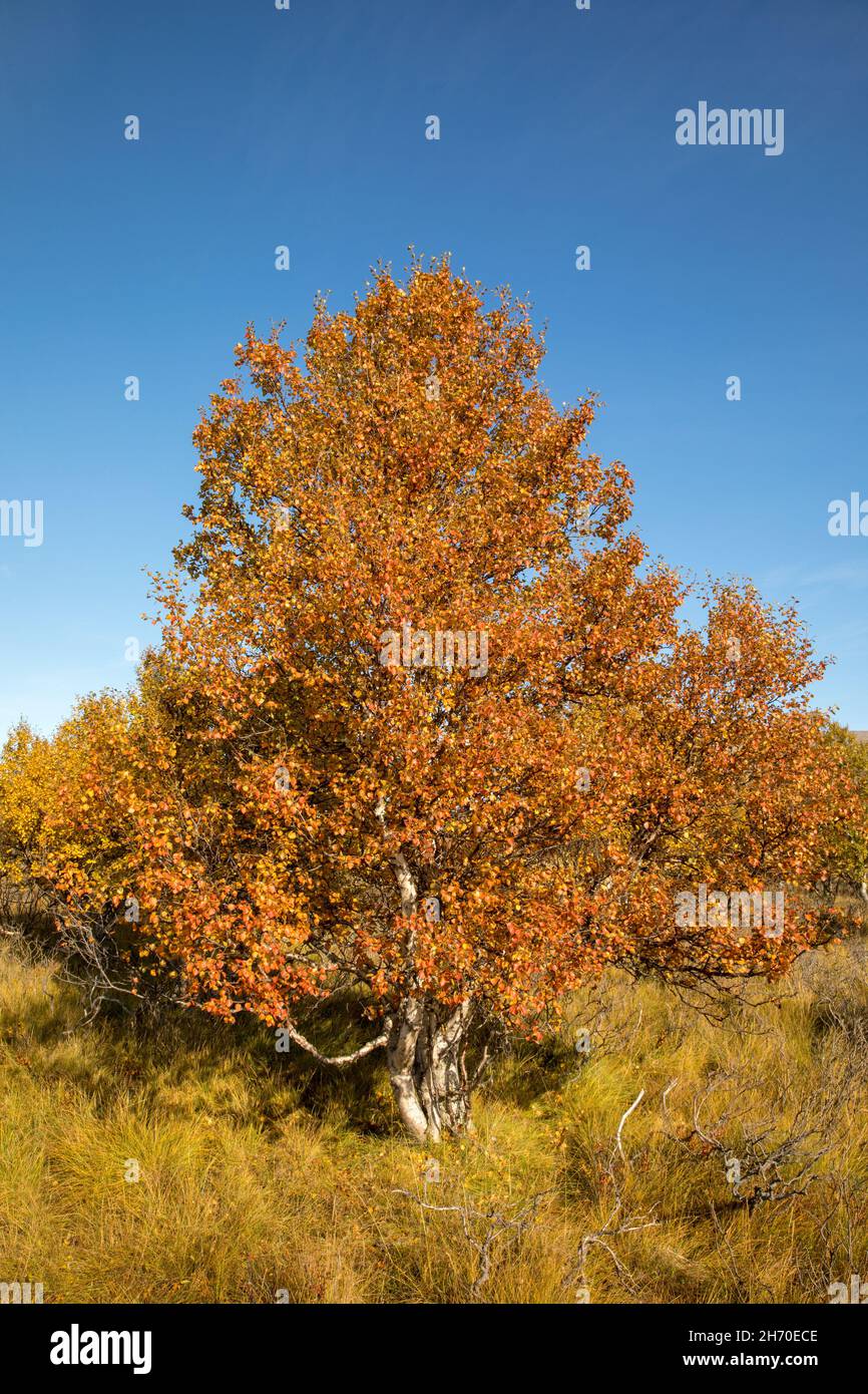 Autumn colored Birch Tree - Betula pubescens - and clear blue sky Stock ...