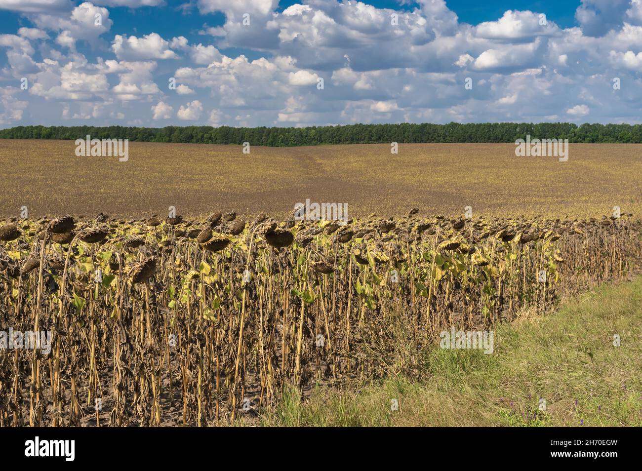Ukraine countryside nature sunflower field sky hi-res stock photography ...