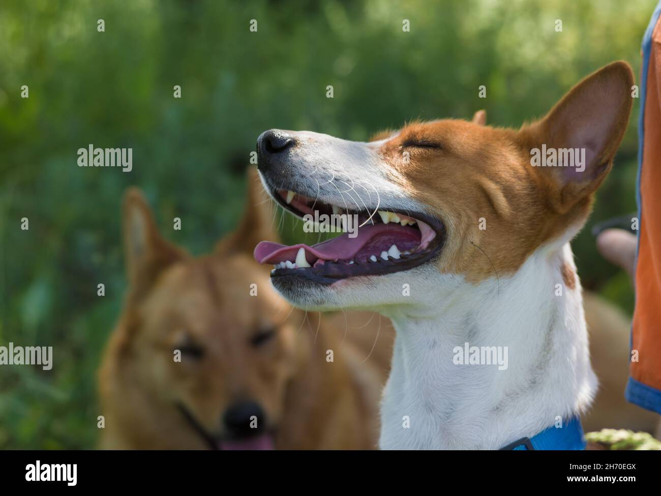 Burst of laughter on a Basenji's muzzle listening comical story Stock Photo - Alamy