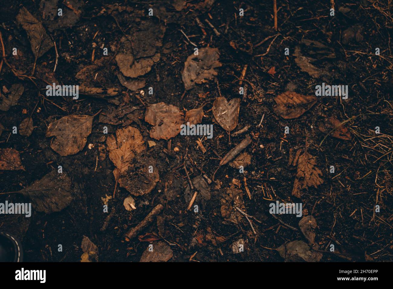 Beautiful fallen leaves texture Stock Photo - Alamy