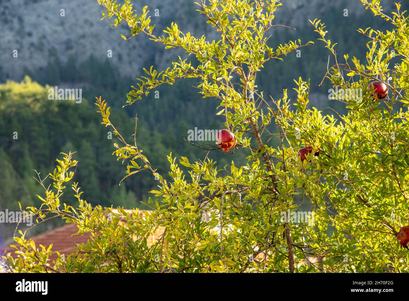 pomegranate ripening and cracking on a tree branch Stock Photo - Alamy