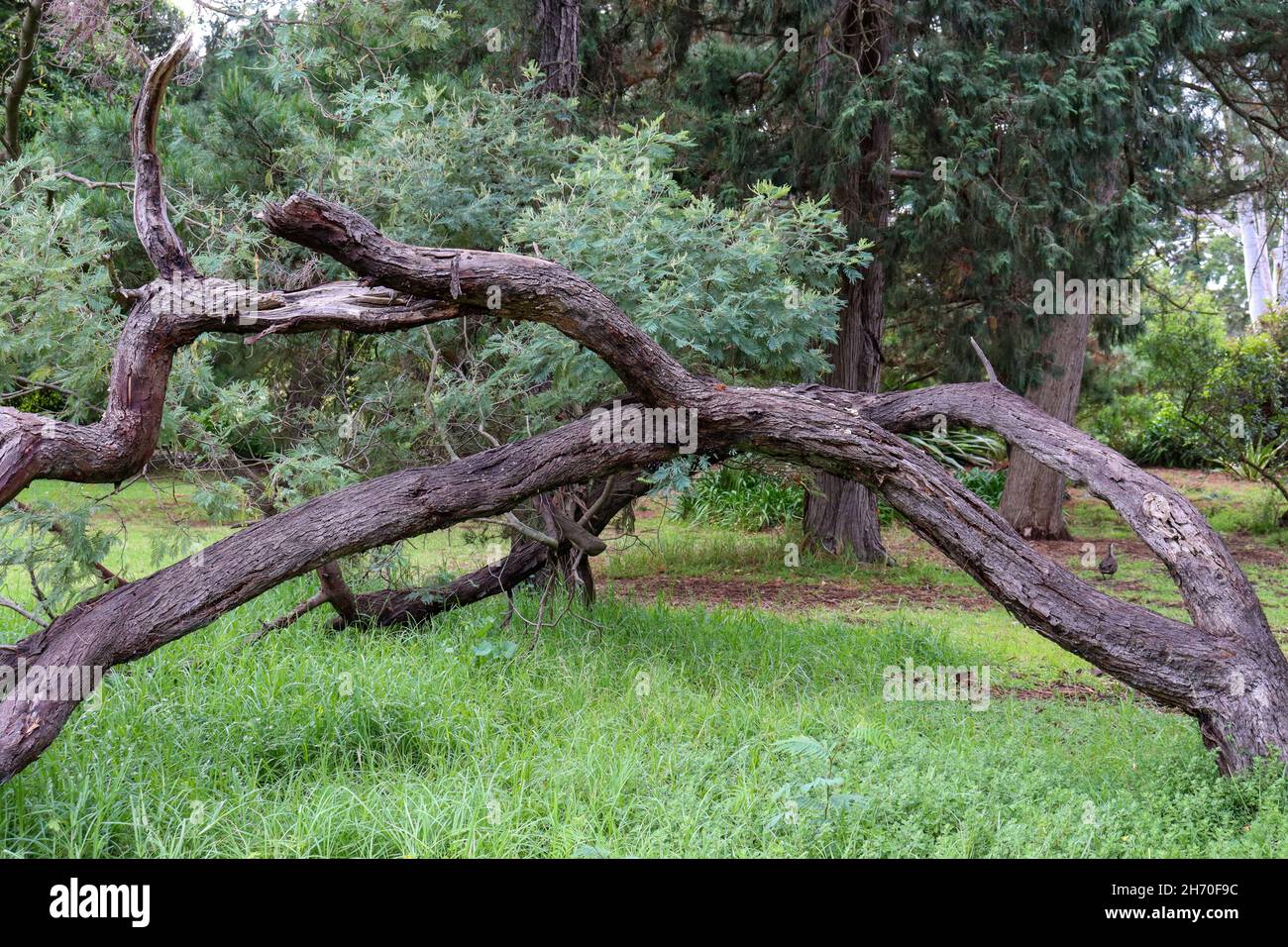 View of a curved tree in a forest surrounded by trees Stock Photo - Alamy