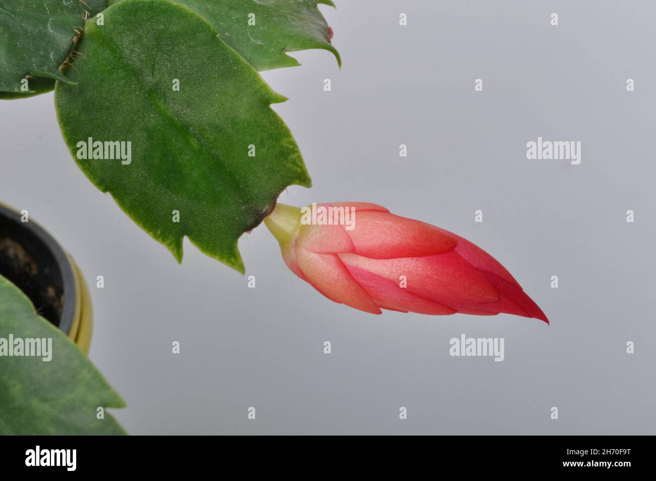 Pink epiphyllum on a white background Stock Photo - Alamy