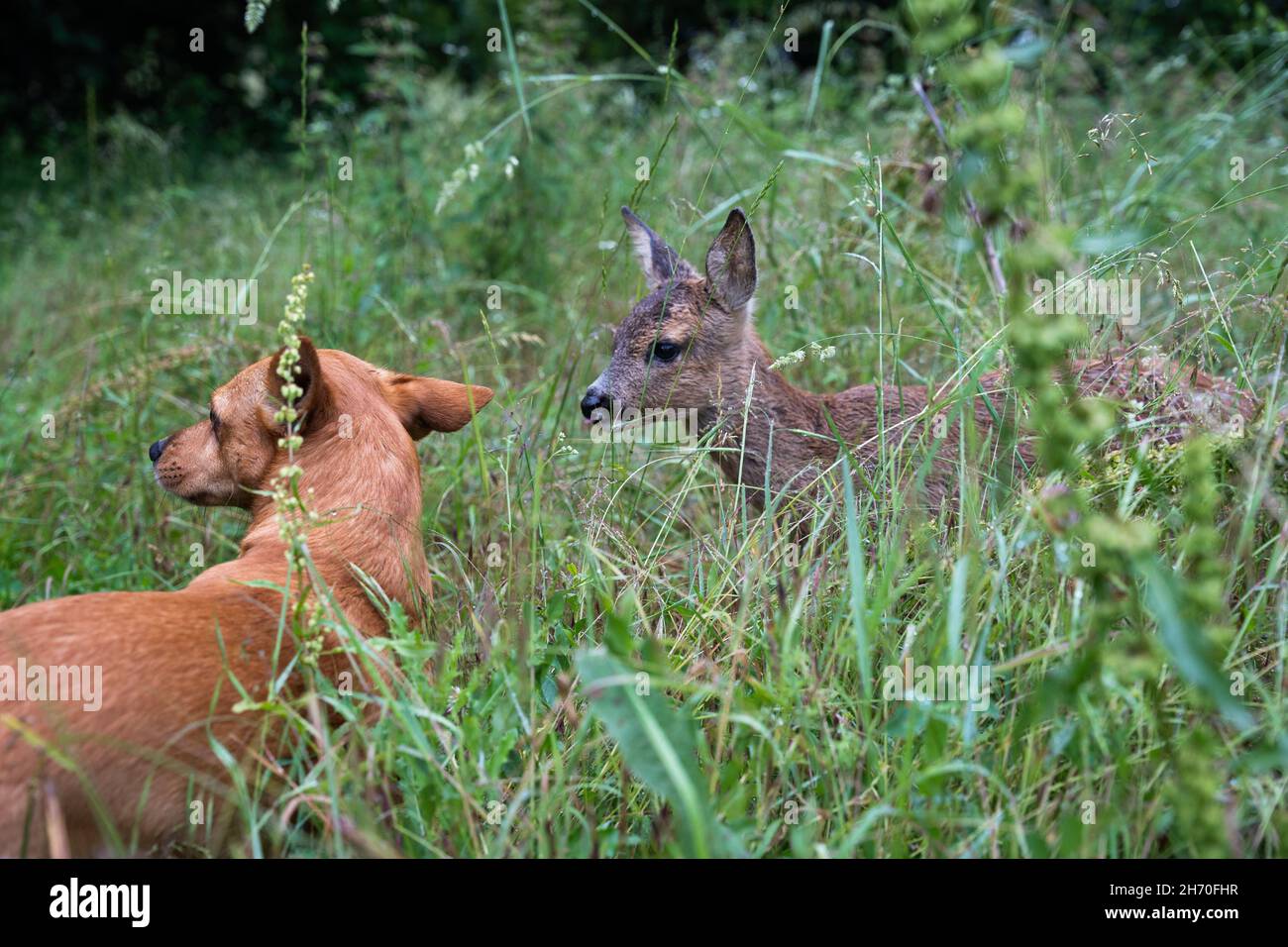 Baby roe deer and a doin the forest Stock Photo - Alamy