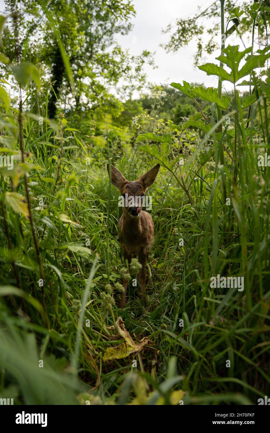 Baby animals forest hi-res stock photography and images - Alamy