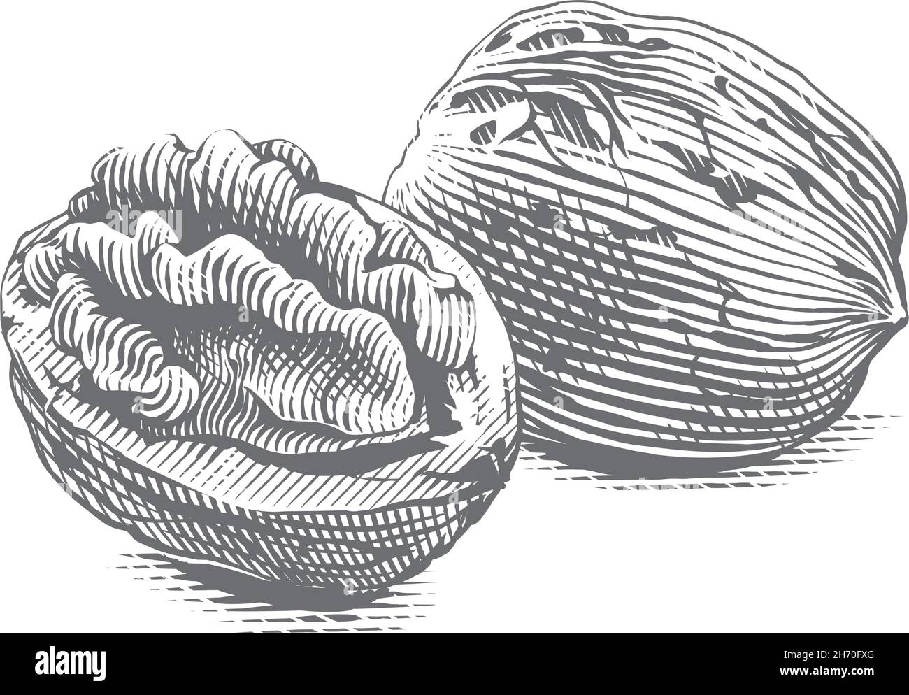 walnut Hand drawing sketch engraving illustration style Stock Vector ...